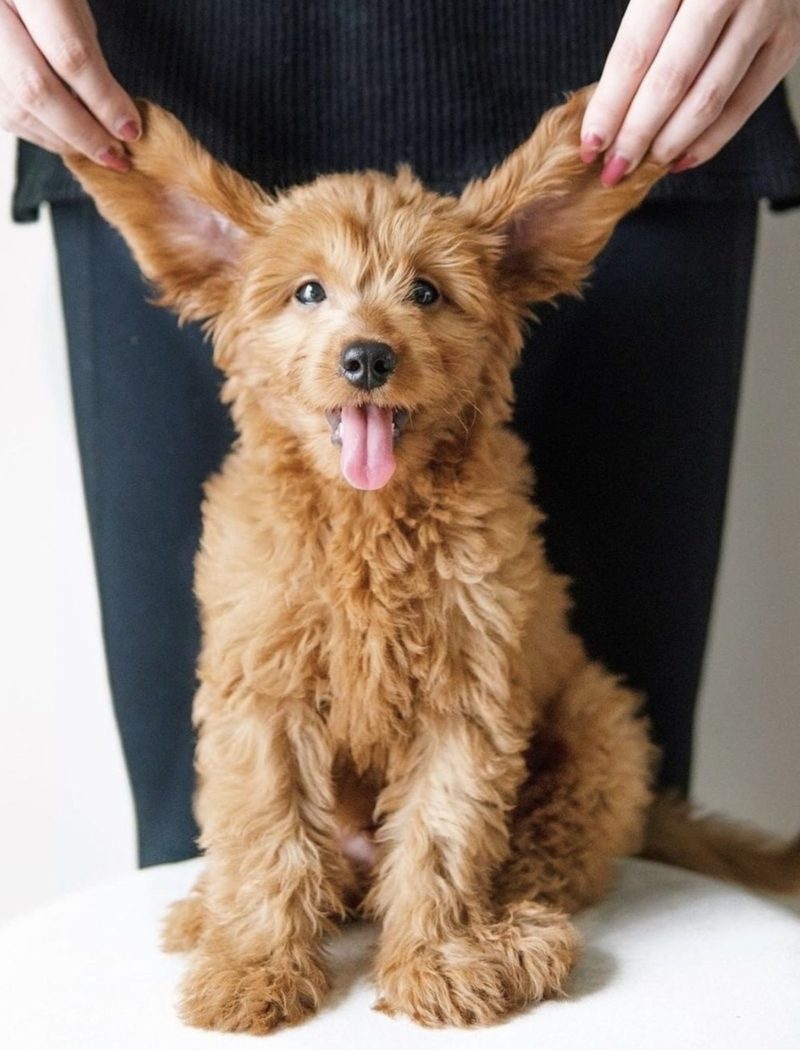 Top 12 Goldendoodle Breeders in Ohio! (Puppies For Sale)