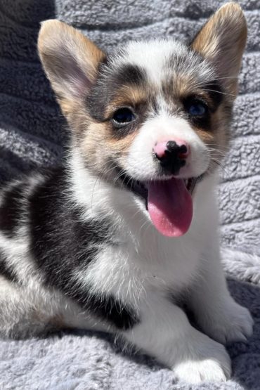 Merle Corgi Guide (Blue Merle vs Red Merle)