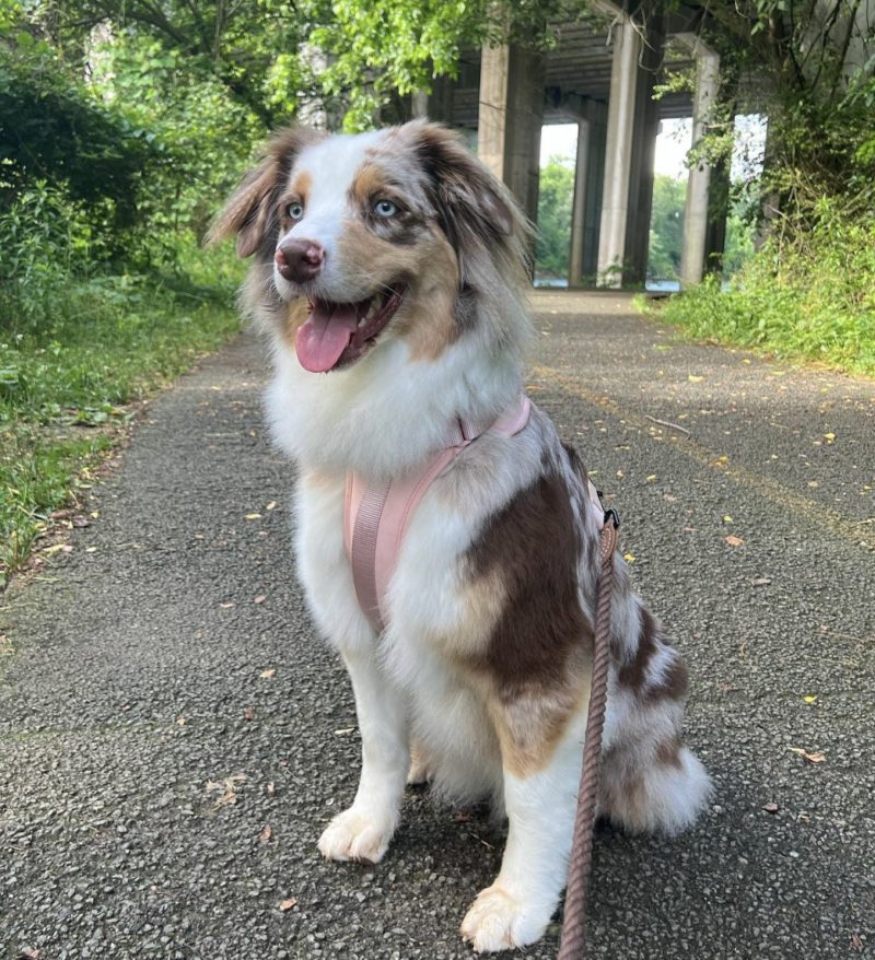 Red Merle Australian Shepherd: Info, Facts, Pictures & More!