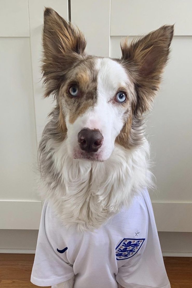 Red Merle Border Collie: Info, Pictures, Facts & More! | PupTraveller