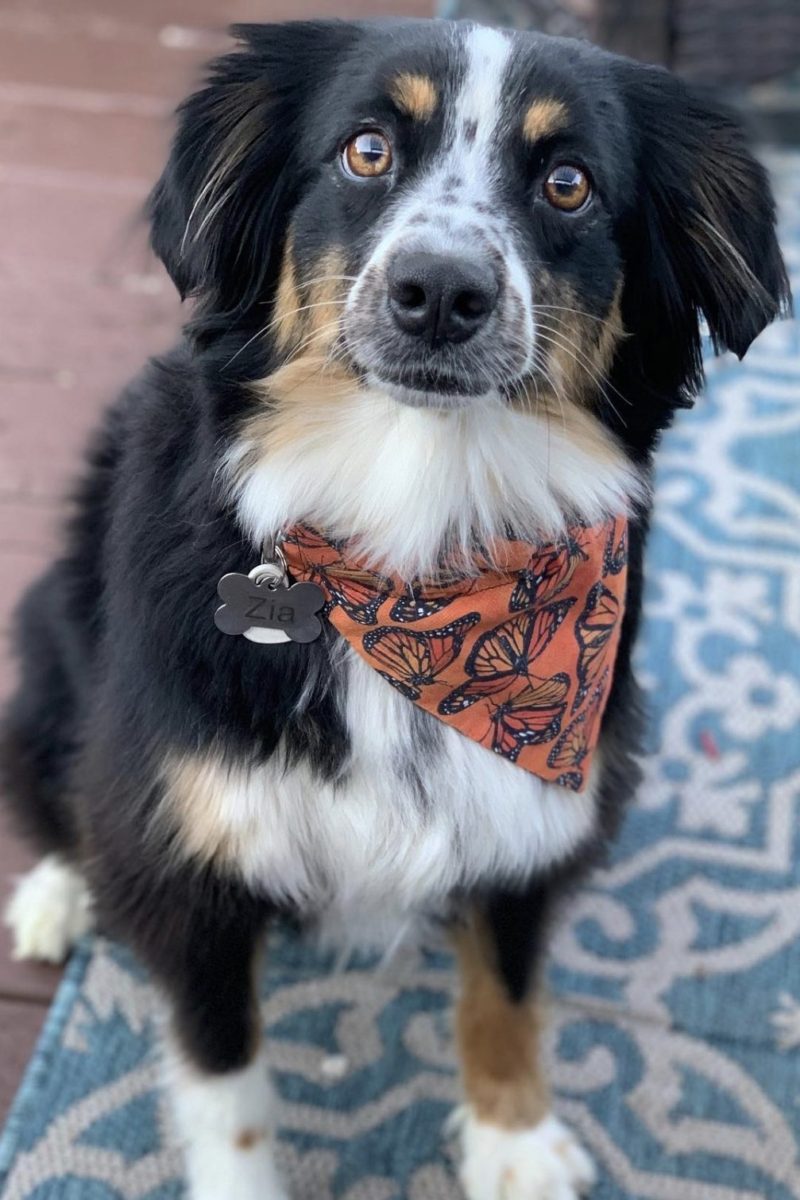 Black Tri Australian Shepherd: Info, Facts, Pictures & More!