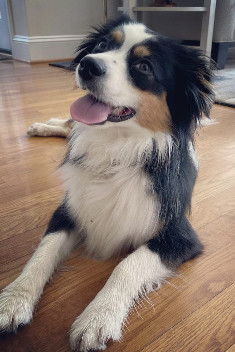 Black Tri Australian Shepherd: Info, Facts, Pictures & More!