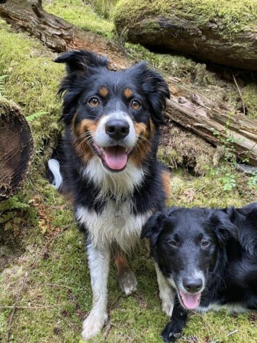 Black Tri Australian Shepherd: Info, Facts, Pictures & More!