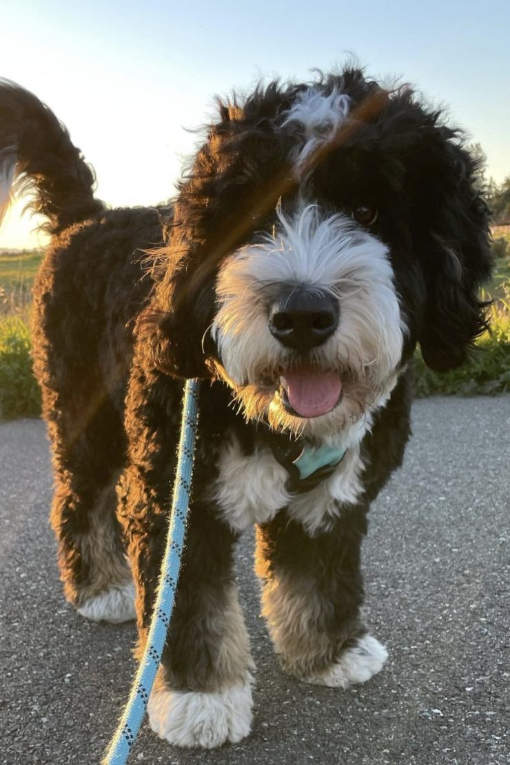 Bernese Mountain Dog Poodle Mix (Bernedoodle Guide)