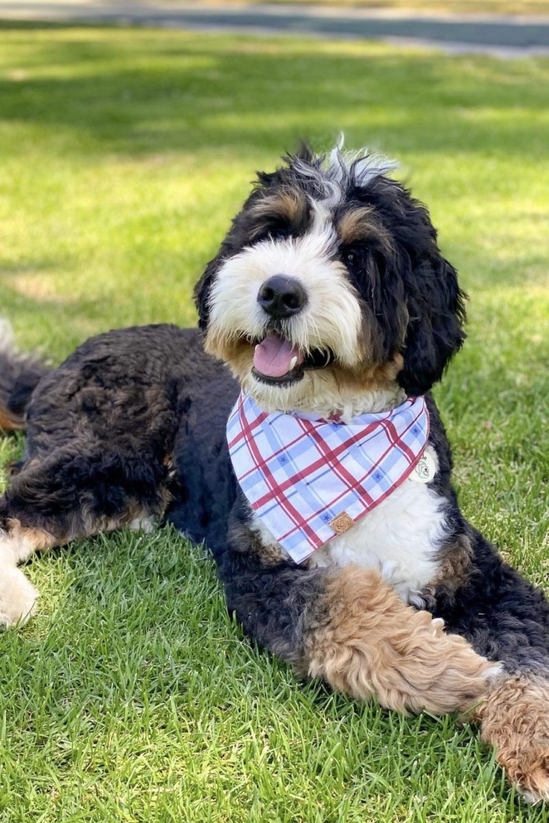 Bernese Mountain Dog Poodle Mix (Bernedoodle Guide)