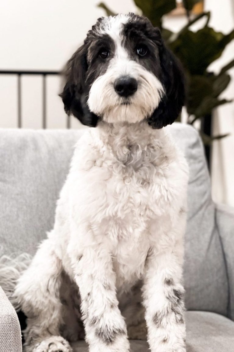 Black and White Goldendoodle - Top 14 Must Know Facts!