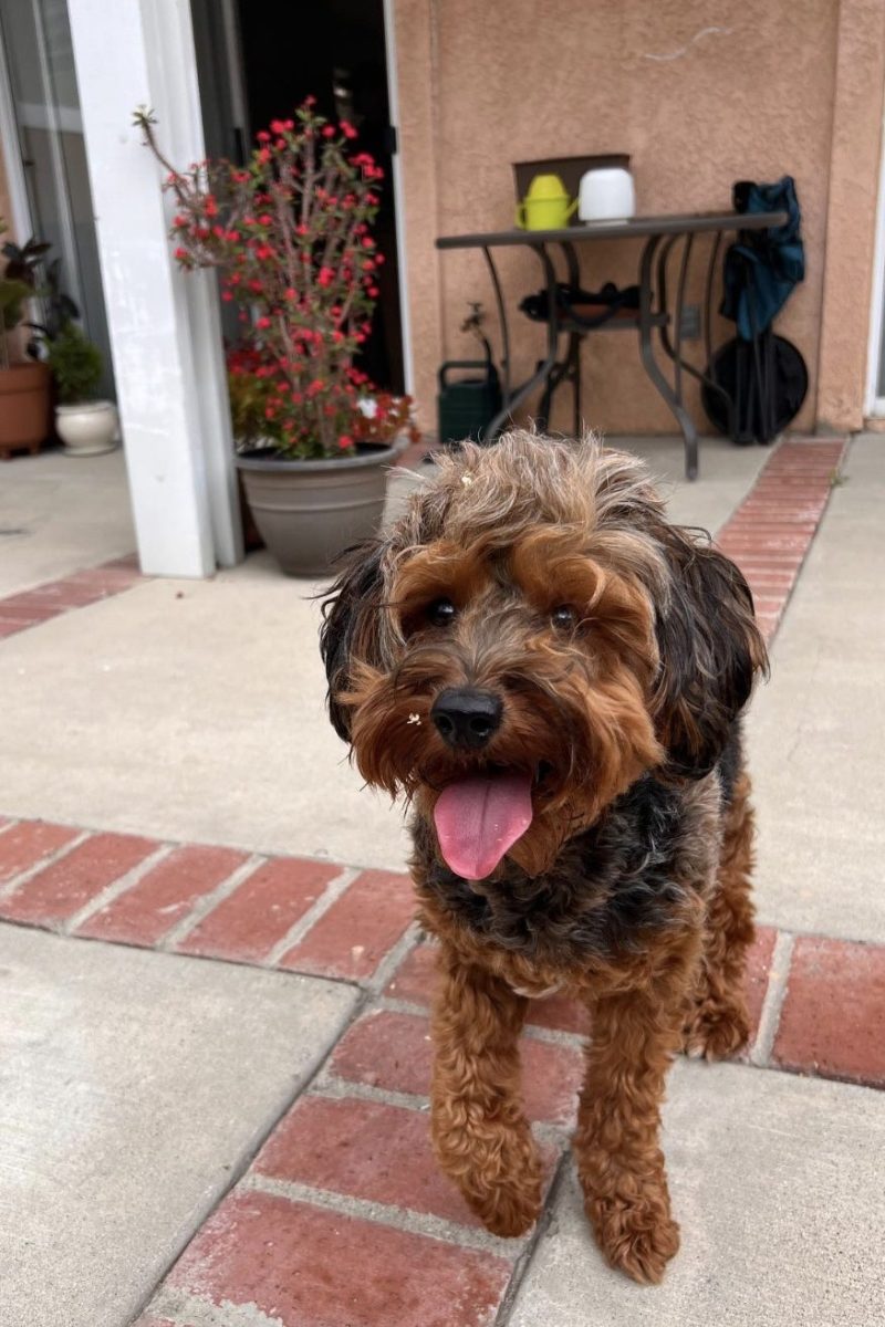 Yorkie Poodle Mix (The Ultimate Yorkie-Poo Breed Guide)