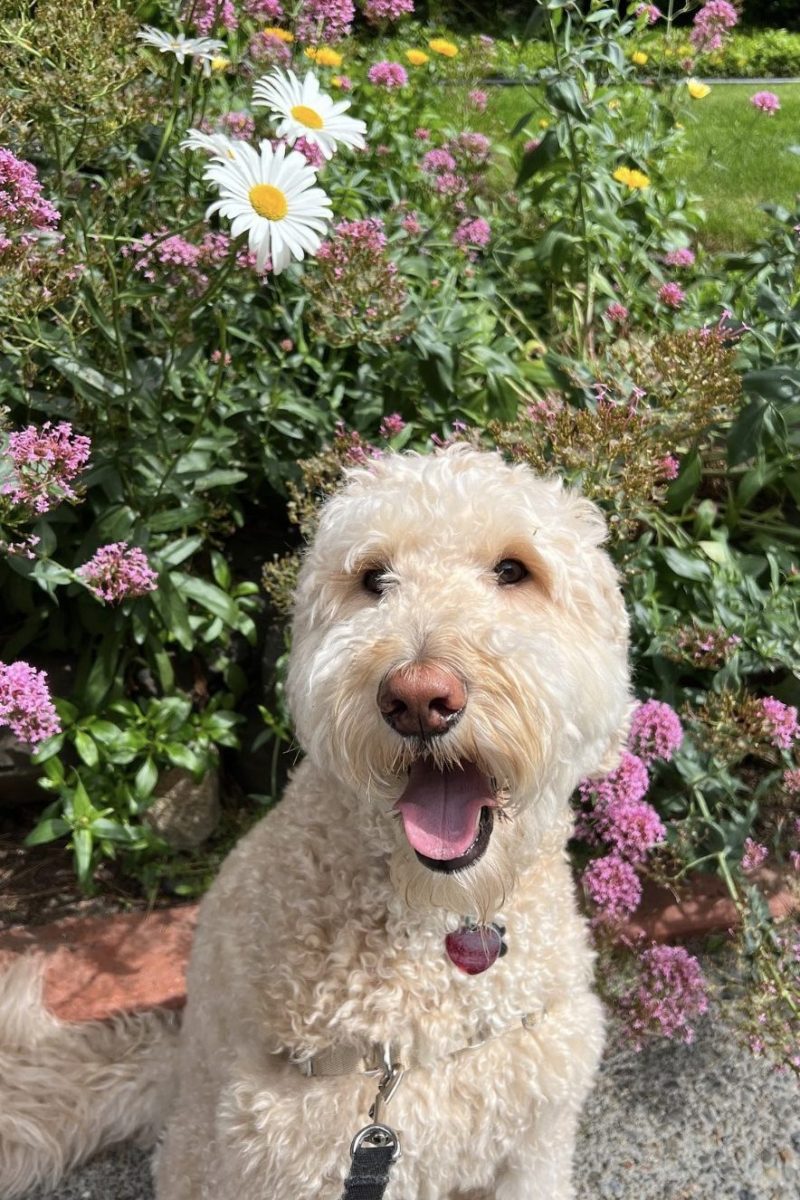 Golden Retriever Poodle Mix (Goldendoodle Breed Guide)