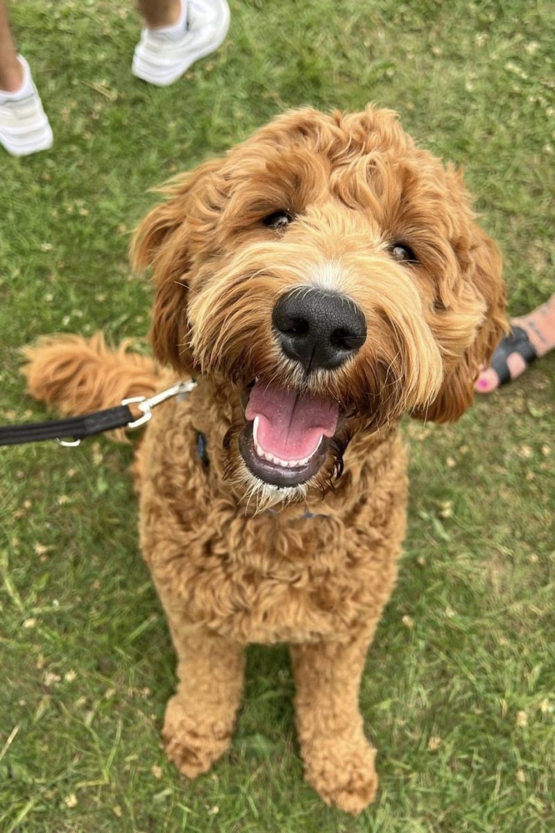 Golden Retriever Poodle Mix (Goldendoodle Breed Guide)