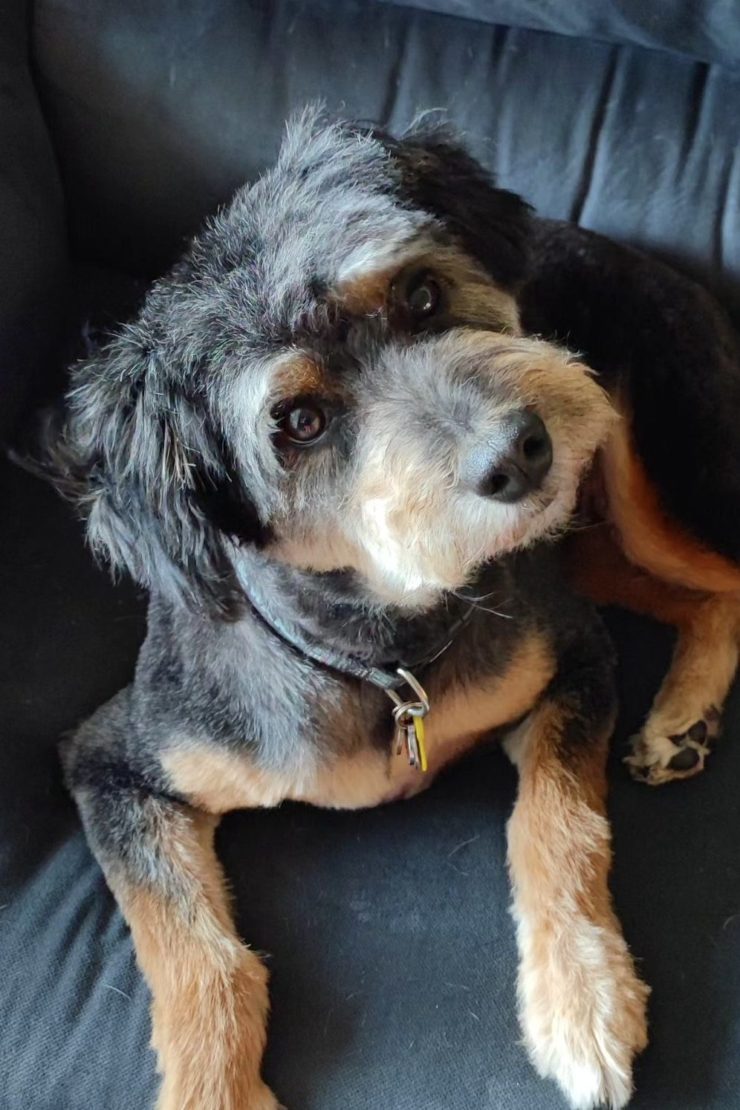 Schnauzer Poodle Mix (Ultimate Schnoodle Breed Guide)