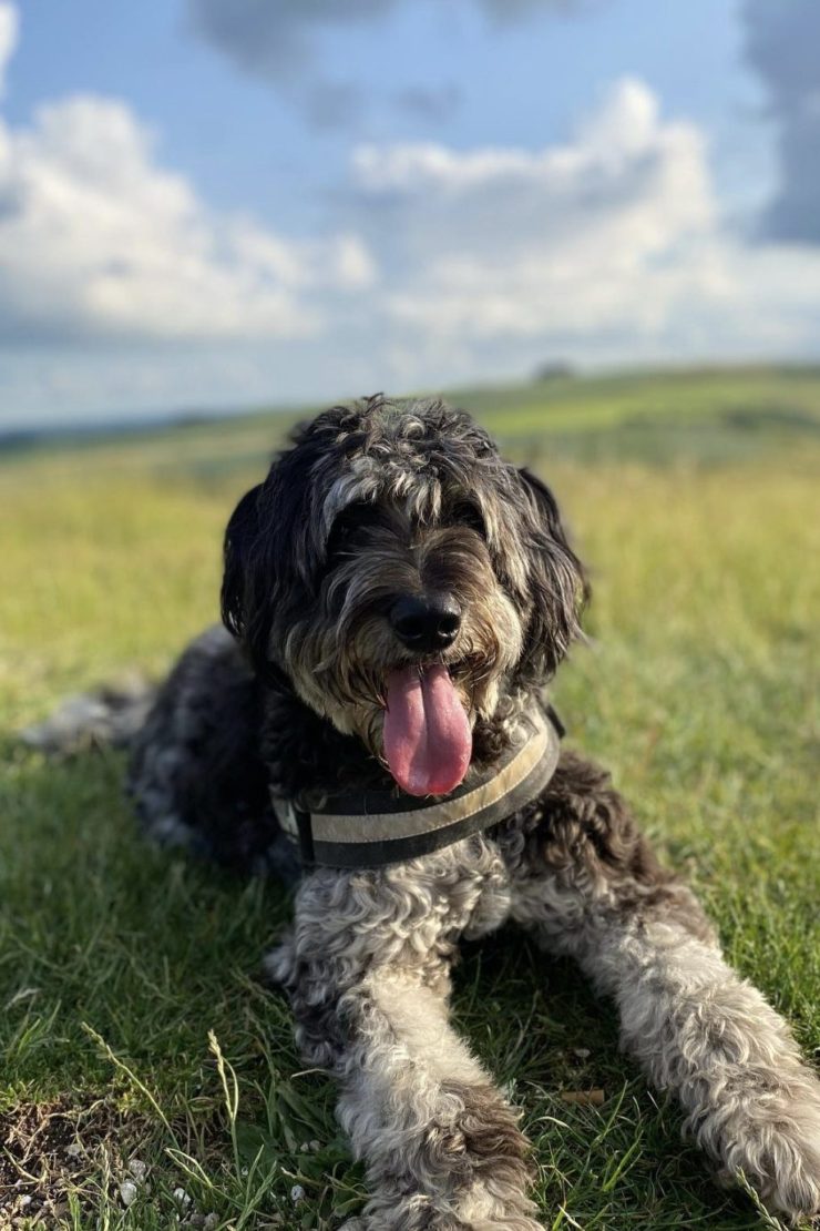 Border Collie Poodle Mix (Ultimate Bordoodle Guide)