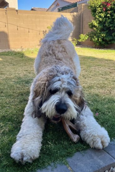 St Bernard Poodle Mix (Ultimate Saint Berdoodle Guide)