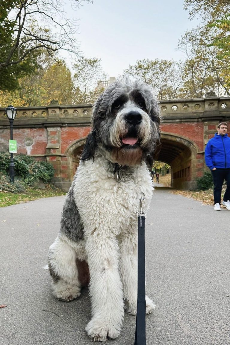 St Bernard Poodle Mix (Ultimate Saint Berdoodle Guide)