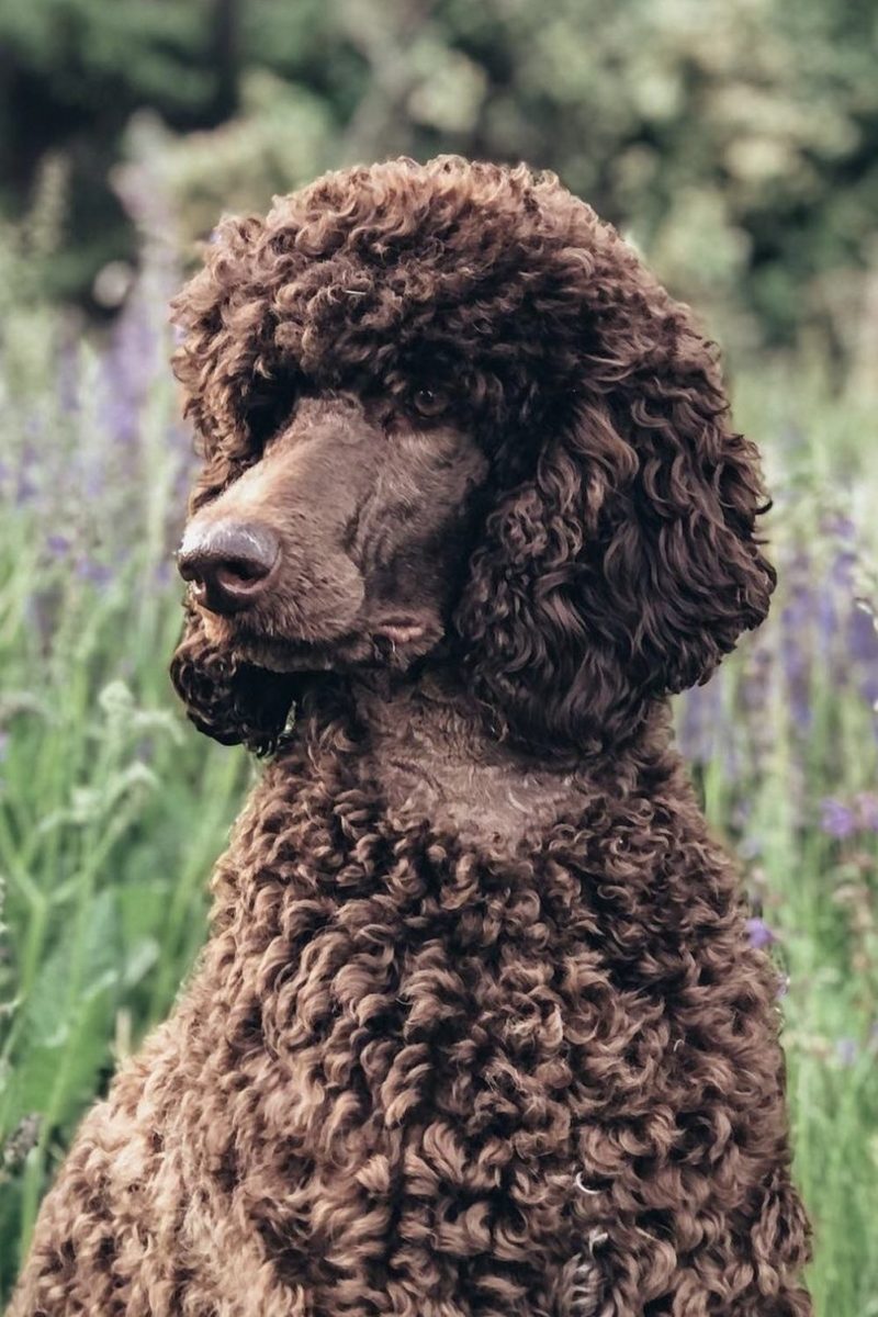 Brown Poodle Guide - Everything You Need To Know! | PupTraveller