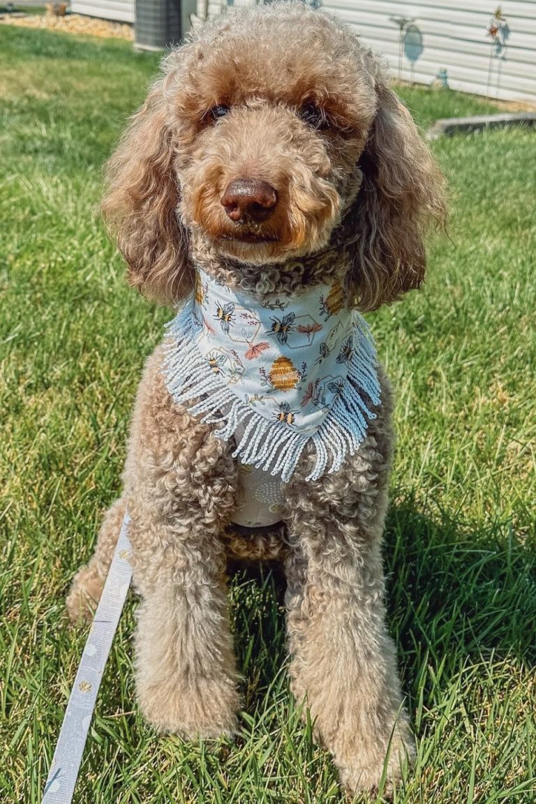 Brown Poodle Guide - Everything You Need To Know! | PupTraveller