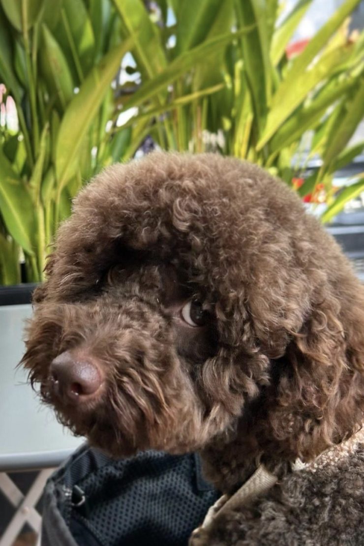Brown Poodle Guide - Everything You Need To Know! | PupTraveller