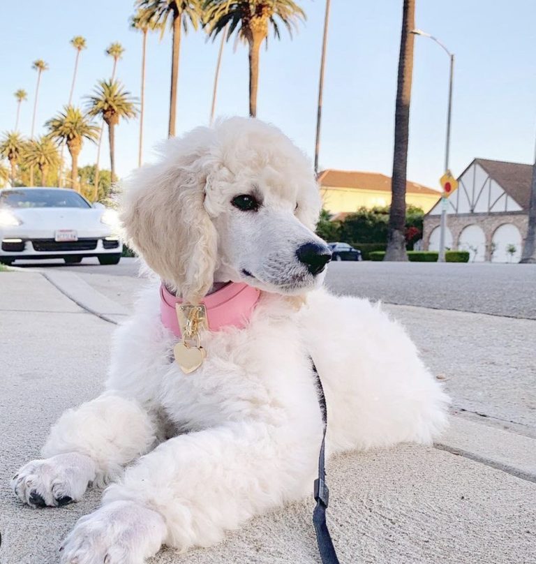 White Poodle Guide - Everything You Need To Know