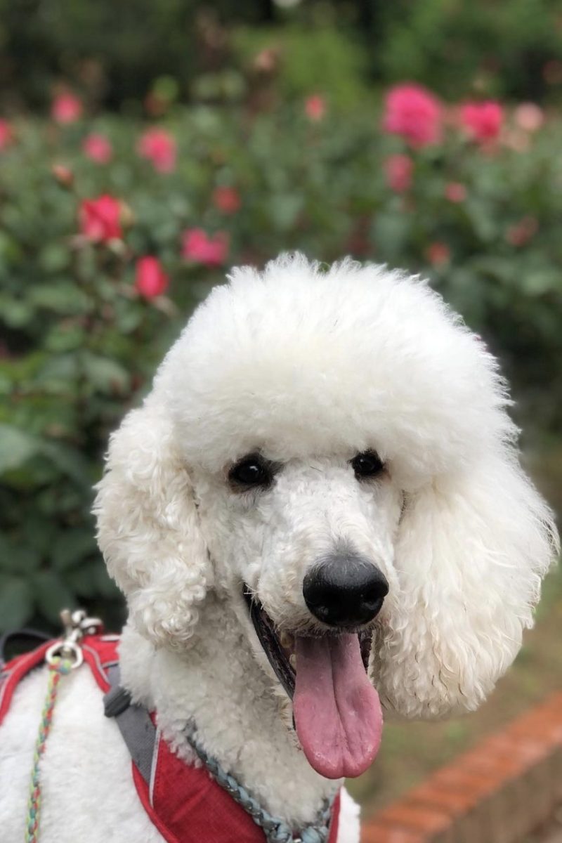 White Poodle Guide - Everything You Need To Know