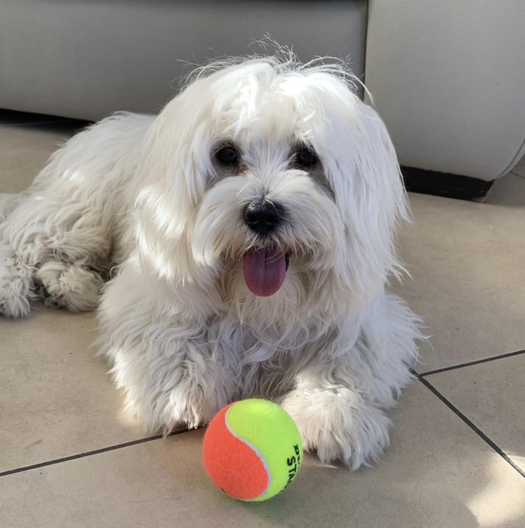 Maltese Colors Guide (White, Black, Brown, Lemon & More)