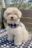 Maltese Colors Guide (White, Black, Brown, Lemon & More)
