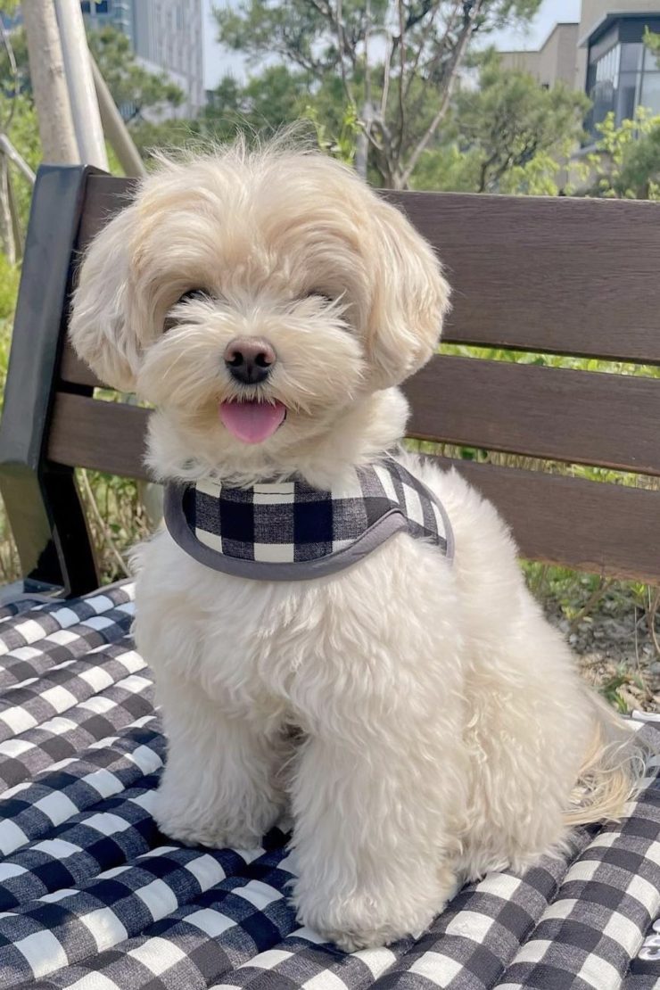 Maltese Colors Guide (White, Black, Brown, Lemon & More)