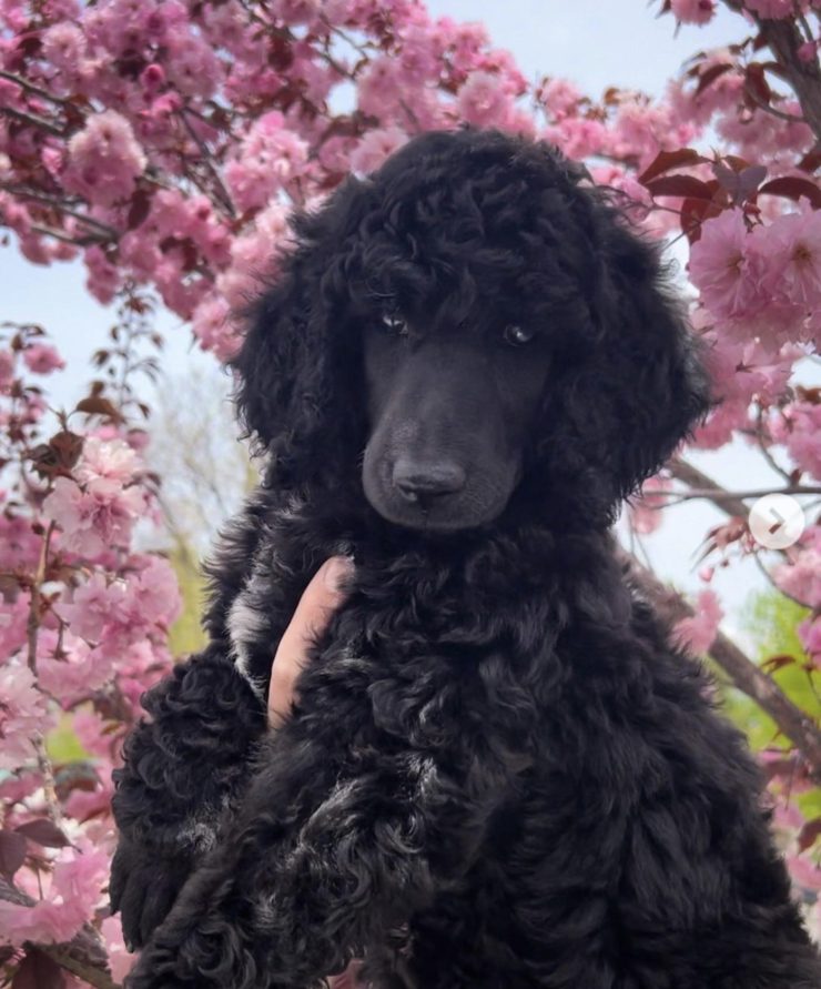 Black Poodle Guide - Everything You Need To Know!