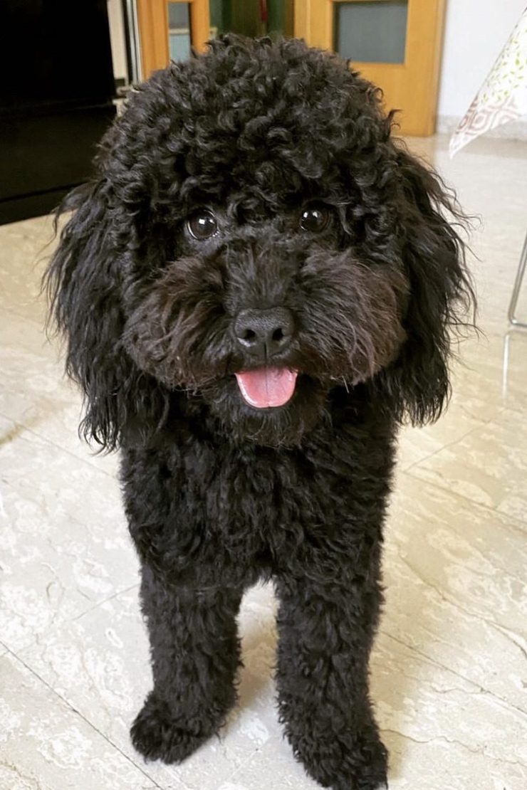 Black Poodle Guide - Everything You Need To Know!