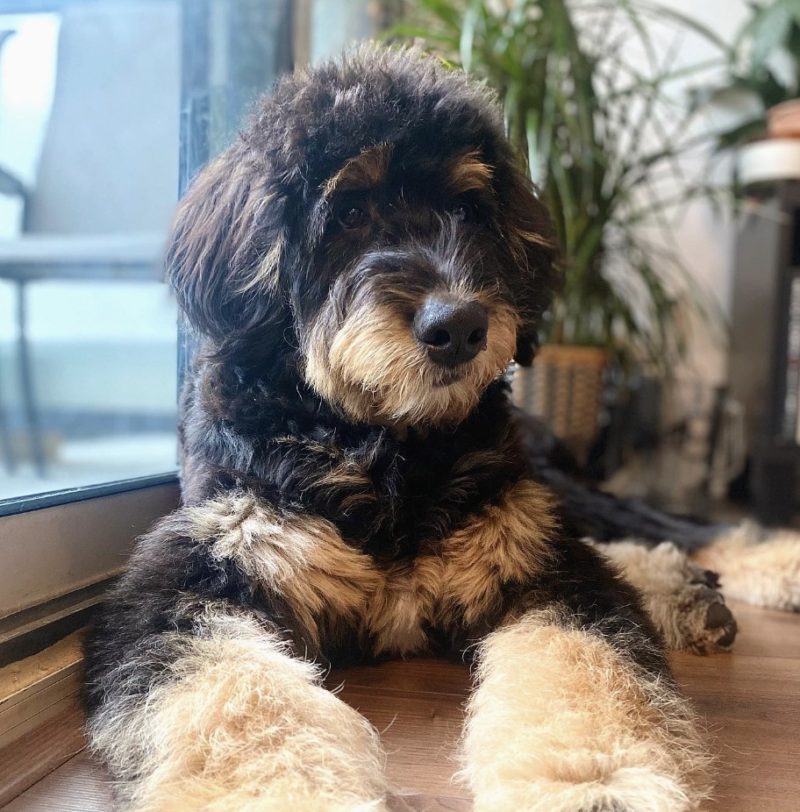 Phantom Bernedoodle Guide: Everything You Need To Know!