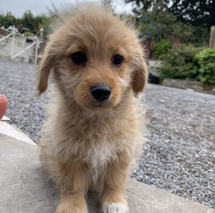 Corgi Poodle Mix (The Ultimate Corgipoo Breed Guide)