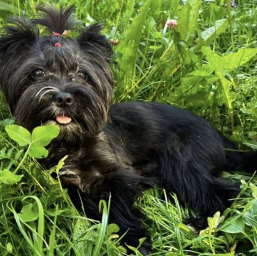 Black Yorkie Guide: Do Solid Black Yorkies Exist?