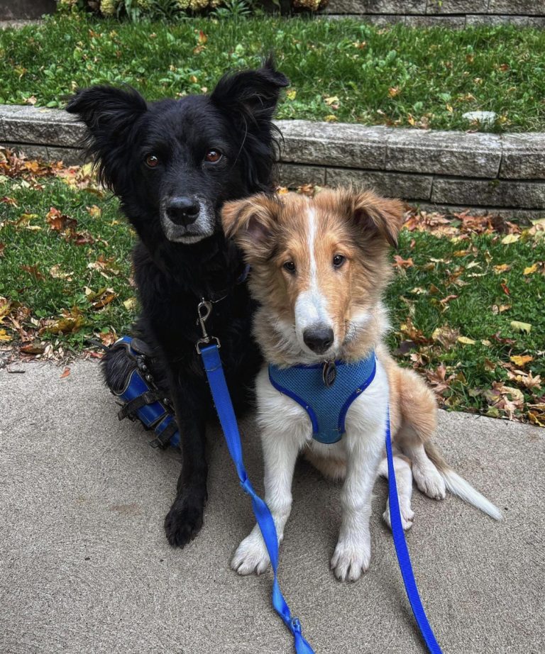 Black Border Collie Guide: Can Border Collies Be All Black?