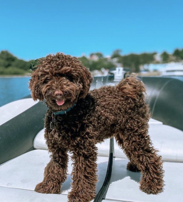 Chocolate Poodle Guide - Everything You Need To Know!