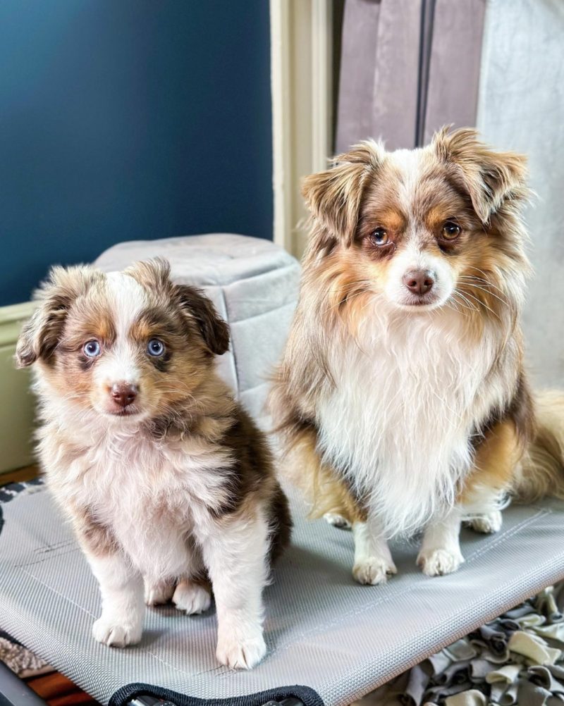 Toy Australian Shepherd Full Grown (Size & Age Fully Grown)